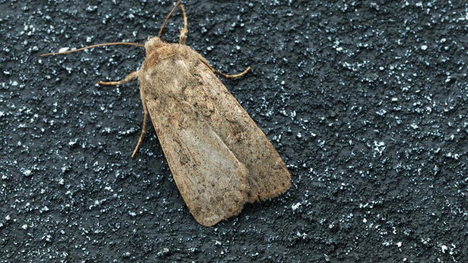 Motten - ongedierte in huis